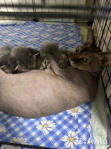 Эксклюзивные котята, пятнашки