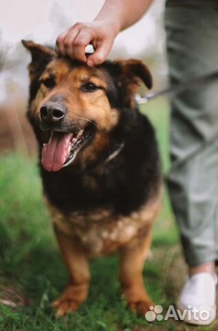 Собака Клайд в добрые руки