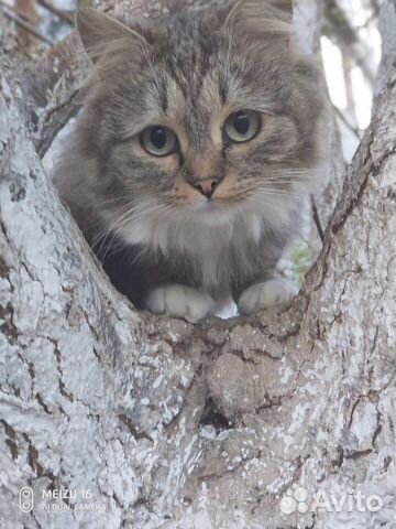 Кошечка в добрые руки