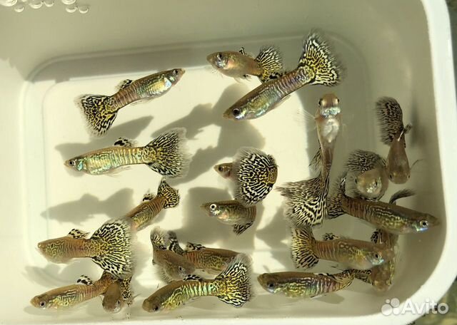 Гуппи кобра, змеиная кожа (snakeskin guppy)