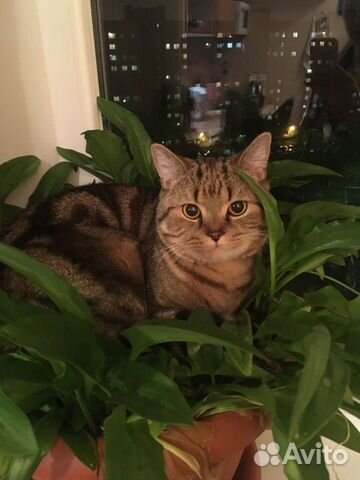 Британский кот