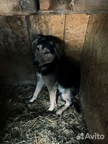 Собаку обижают в приюте