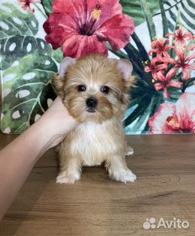 Золотой йорк мальчик мини