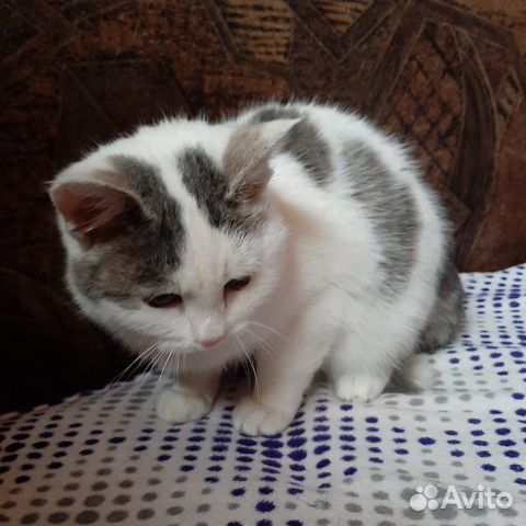 Мерси фа ля Мура мечтает о семье