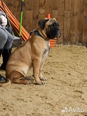 Щенки бульмастифа