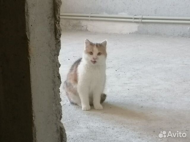 Кошка 5 месяцев