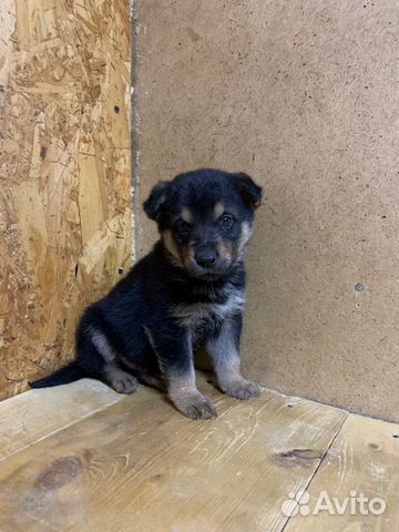 Щенок мальчишечка ищет дом, в добрые руки