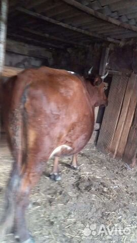 Корова стельная