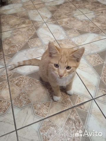 Кот Антошка