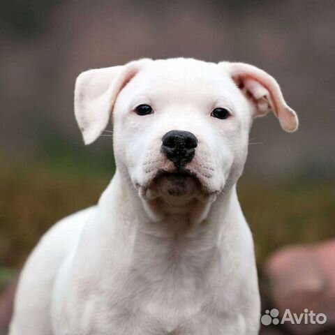 Щенки бультерьера