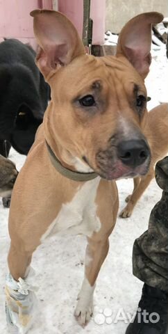 Найден стафф