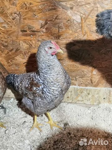 Куры петухи