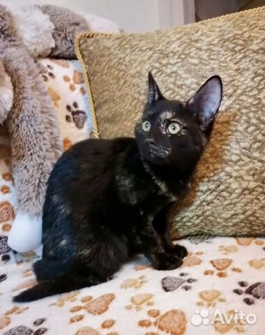 Котята в добрые руки приучены к лотку