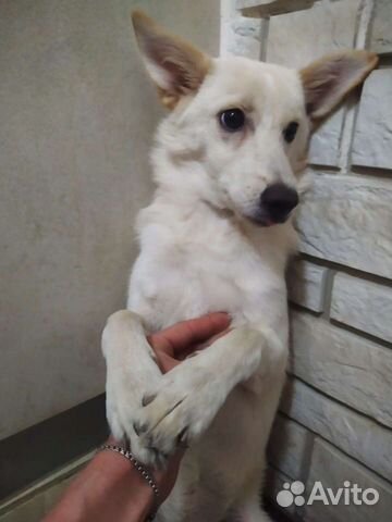 Белочка, небольшая