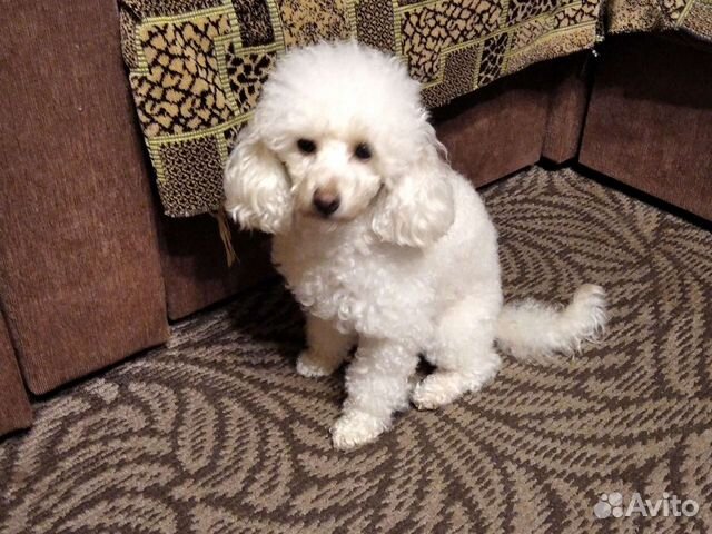 Собака девочка ищем кавалера