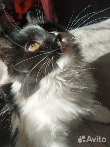 Пушистый котенок, 2мес, девочка