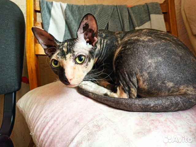 Стерилизованная сфинкс 2 года
