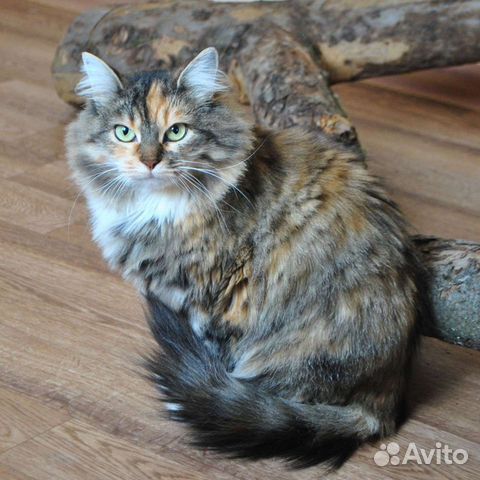 Кошечка 1 год