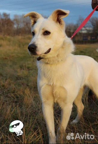 Собаки бесплатно