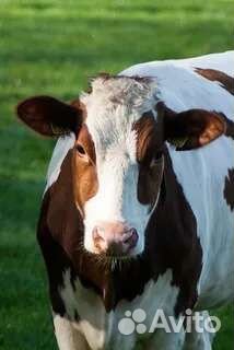 Молочные коровы