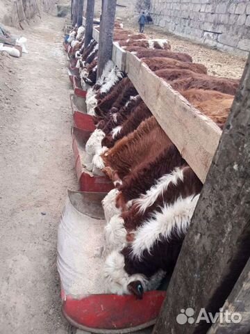 Бычки герефорды