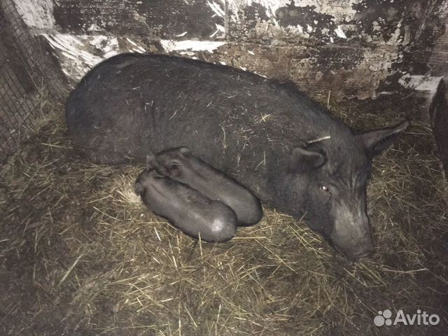 Свиньи и поросята (кармал и корейские )