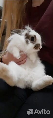 Декоративные кролики