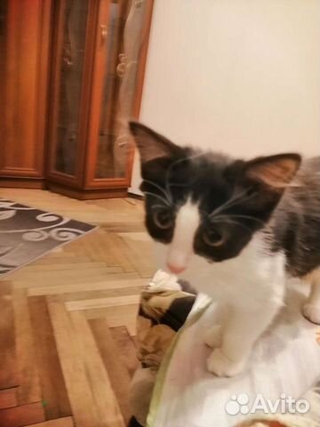 Милый ребенок-котенок