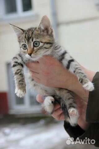 Котенок Шпротинка в дар