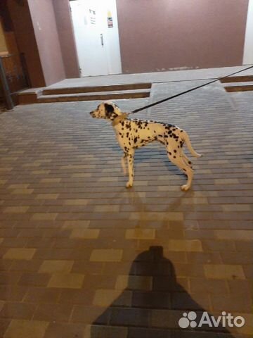 Найден кобель далматина