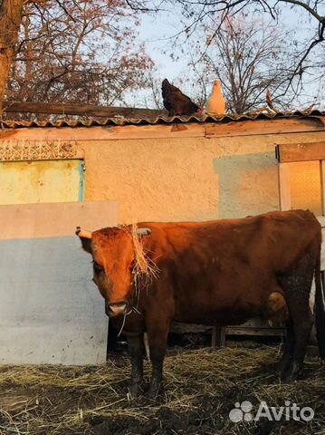 Продаю коров 2 штуки