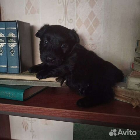 Щенки скотч терьера
