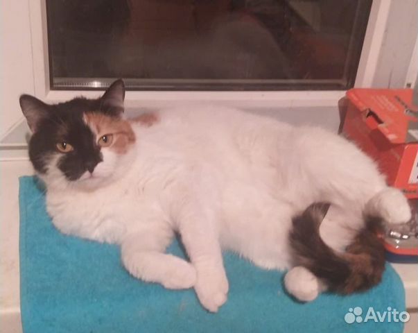 Кошка молодая бесплатно