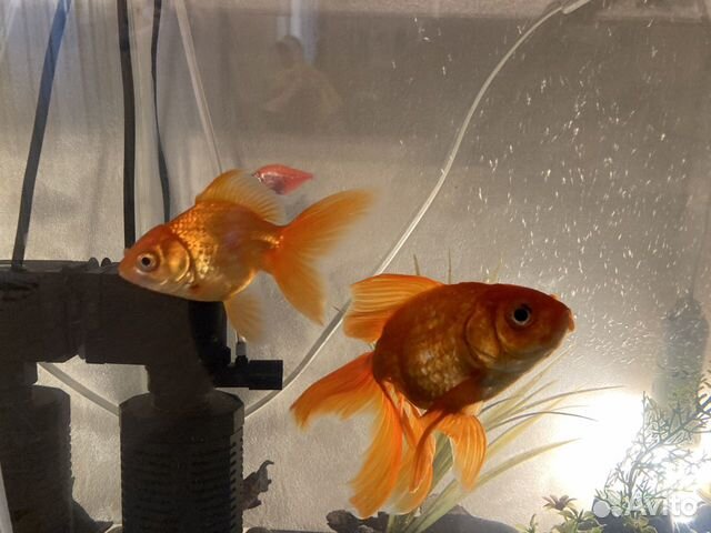 Золотая рыбка вуалехвост