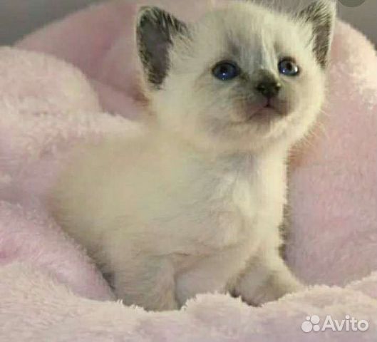 Сиамские котята