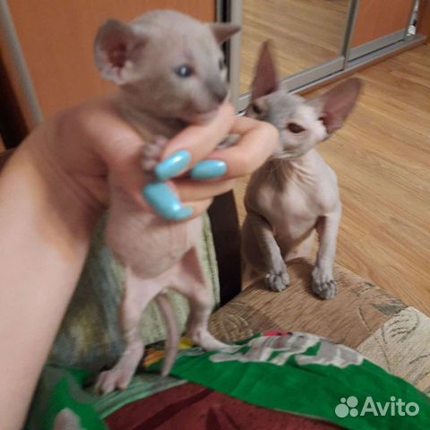 Донской сфинкс котята