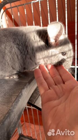 Шиншилла мальчик 3 года