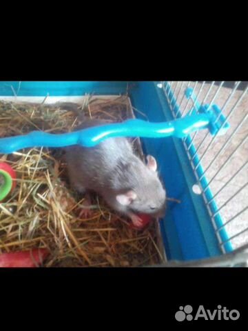 Ручная, домашняя крыса