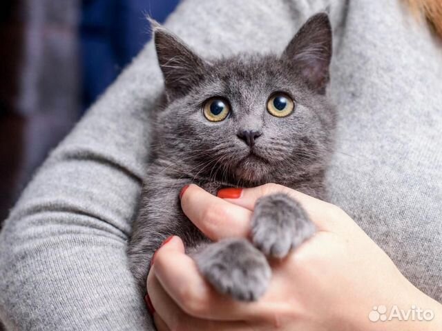Девочка благородных кровей