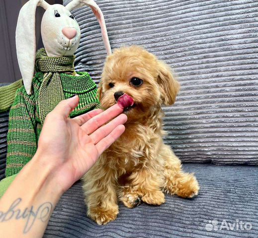 Мальтипу Микро Привезена из Китая