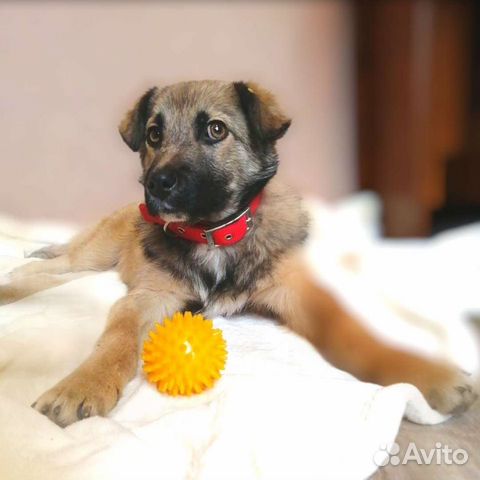 Щенок, мальчик, 4,5 мес., ищет дом