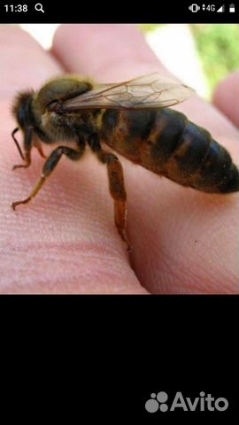 Пчелы матки