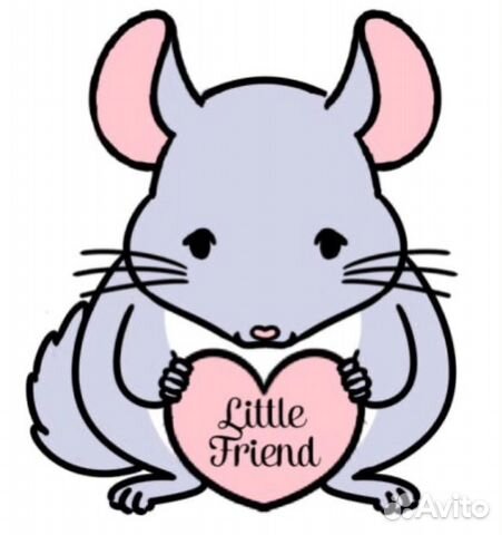 Шиншиллы из питомника