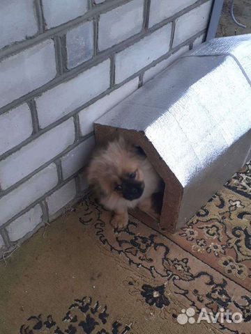 Пекинес священная собака китайских императоров, вы