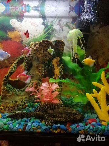 Парчовый сом