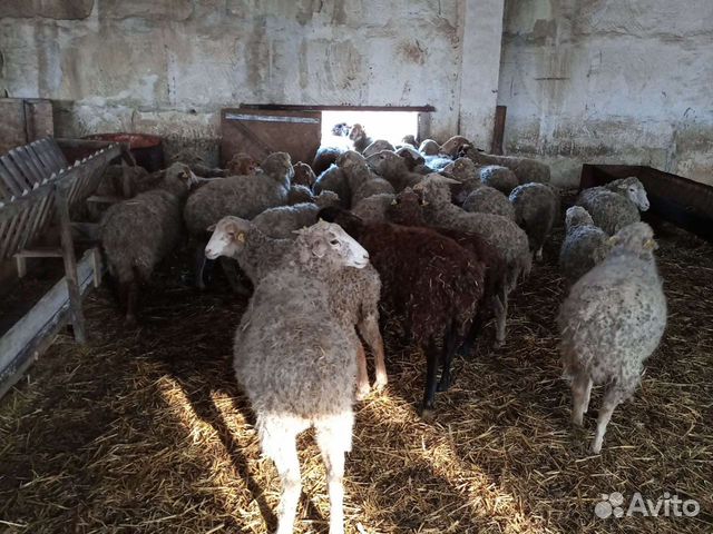 Продам борана