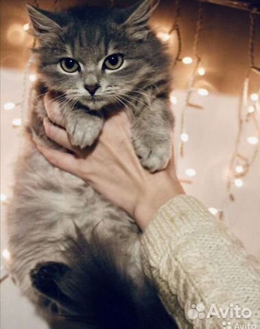 Маленькое Чудо Ищит Дом