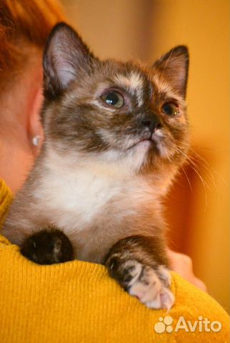 Девочка, 3 месяца, в заботливые руки