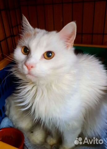 У кошечки умерла хозяйка