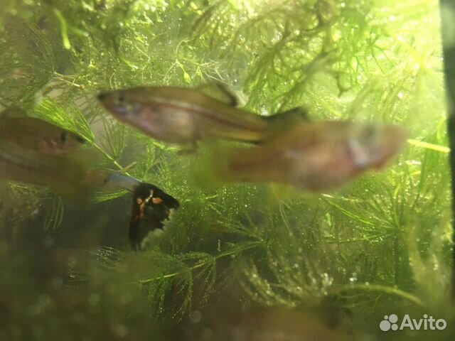 Мальки зеленого меченосца